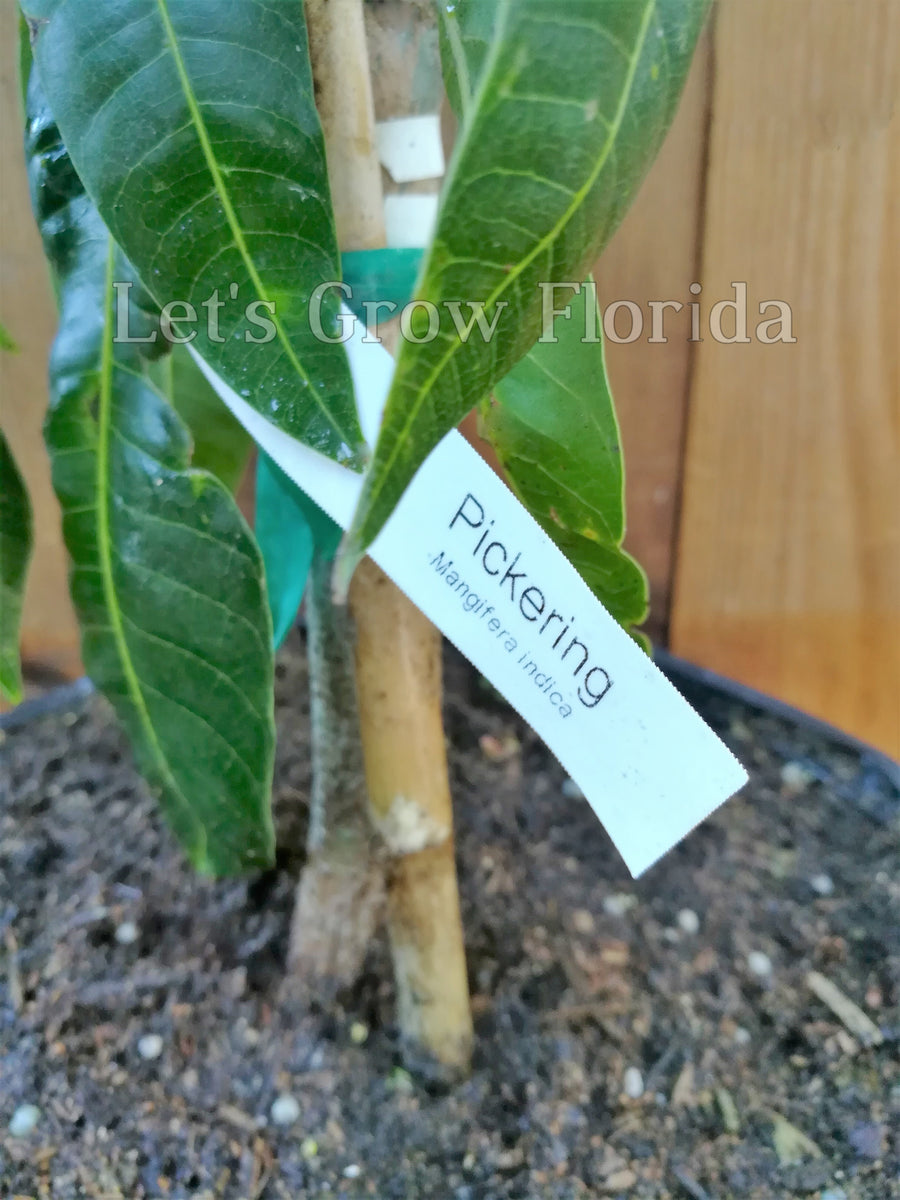 Pickering, Mango Tree, Professionally Grafted Mangifera indica – Let's Grow Florida