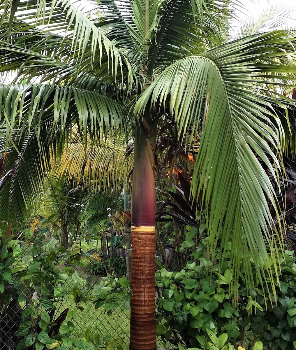 PALMS – Let's Grow Florida