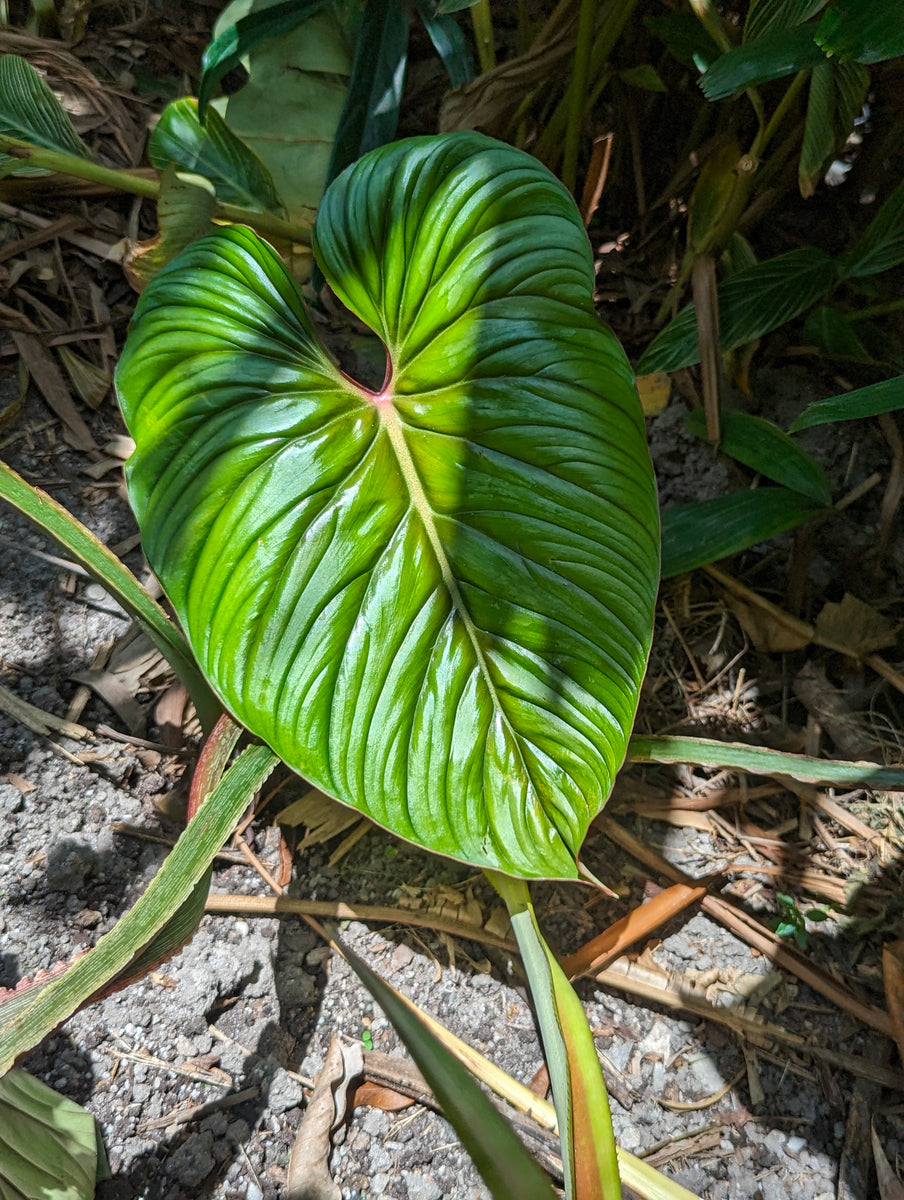 AROID – Let's Grow Florida