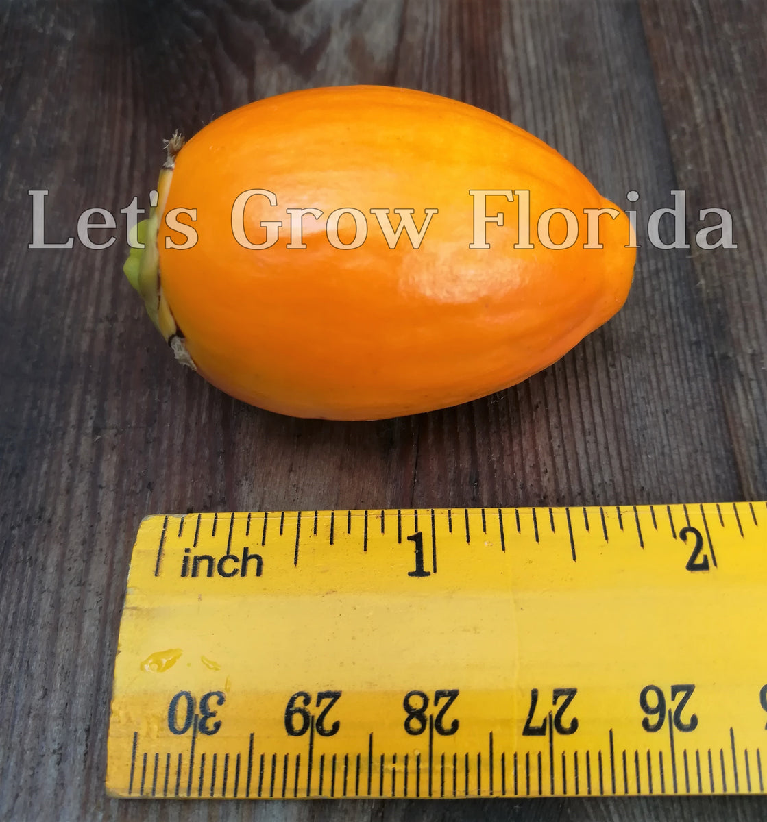Areca catechu, Betel Nut Palm Tree – Let's Grow Florida