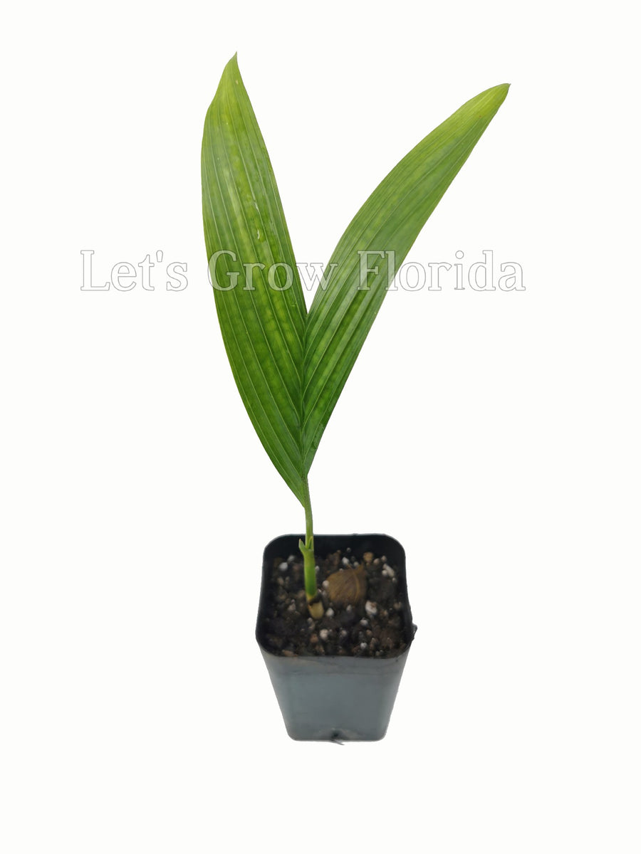 Areca macrocalyx ‘Red’ Palm Tree – Let's Grow Florida