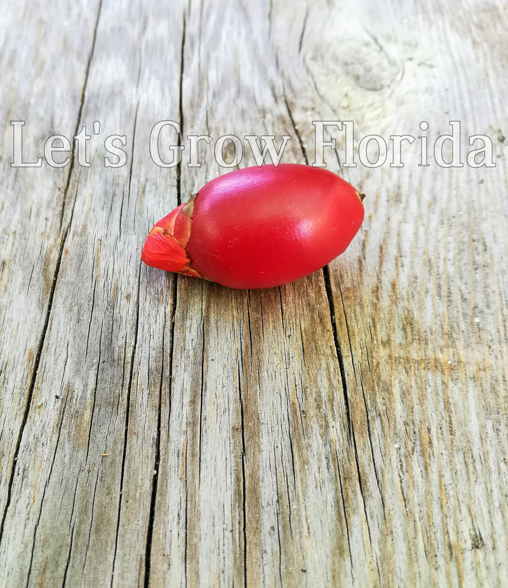 Areca triandra, Perfume Palm Tree – Let's Grow Florida