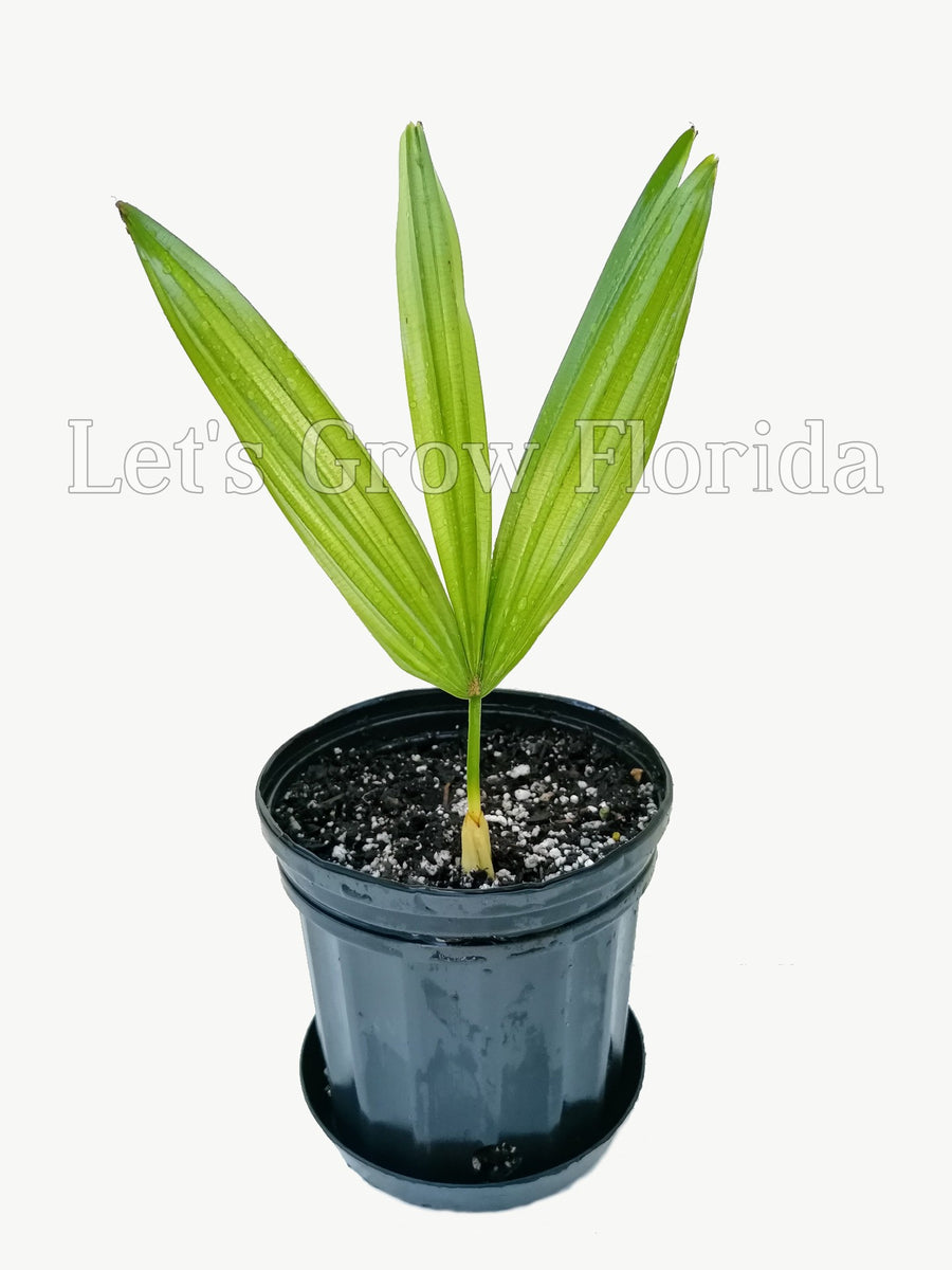 Borassodendron machadonis Palm Tree – Let's Grow Florida