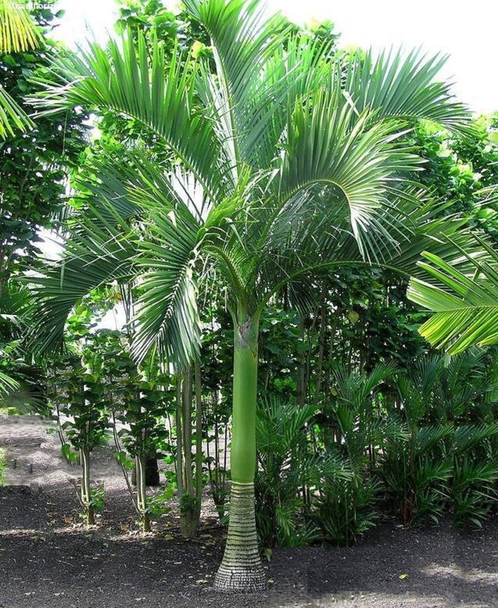 Carpoxylon macrospermum Palm Tree – Let's Grow Florida