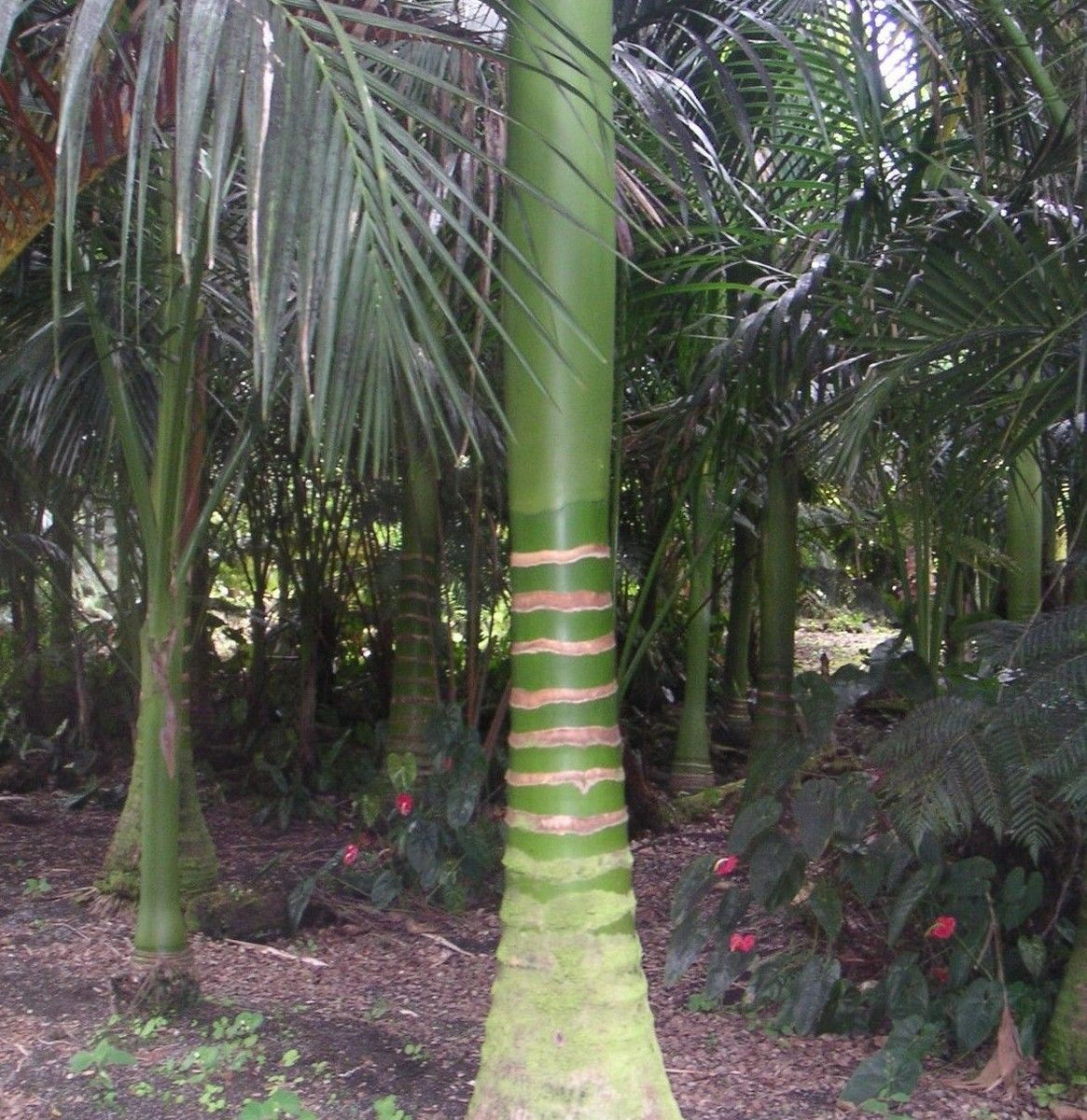 Carpoxylon macrospermum Palm Tree – Let's Grow Florida
