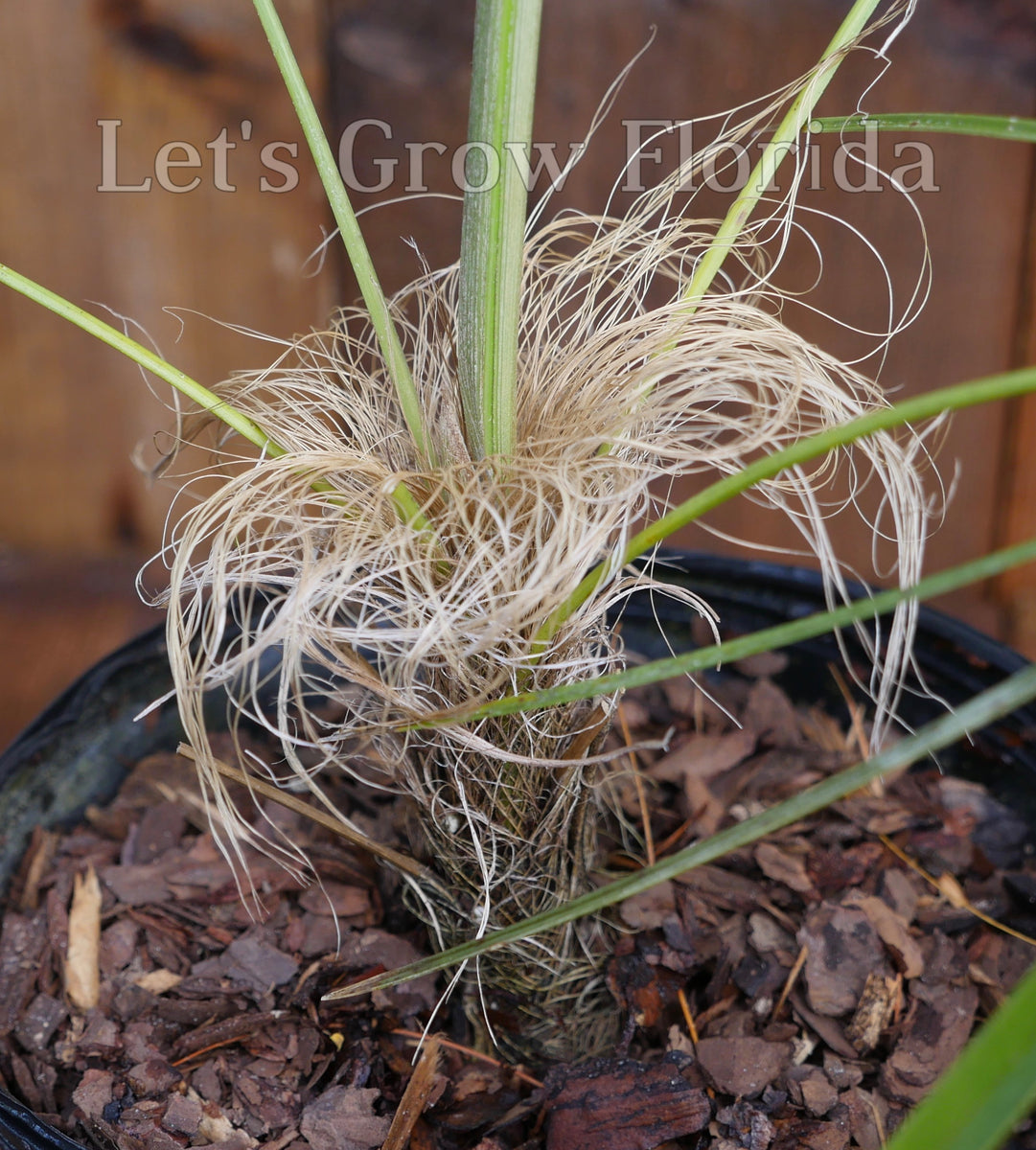 Coccothrinax Crinita ‘Old Man’ Palm Tree – Let's Grow Florida