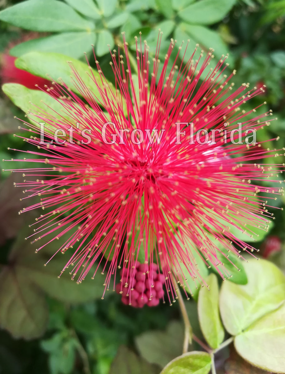 Powder Puff, Dwarf Red, Calliandra haematocephala x surinamensis, Nana ...