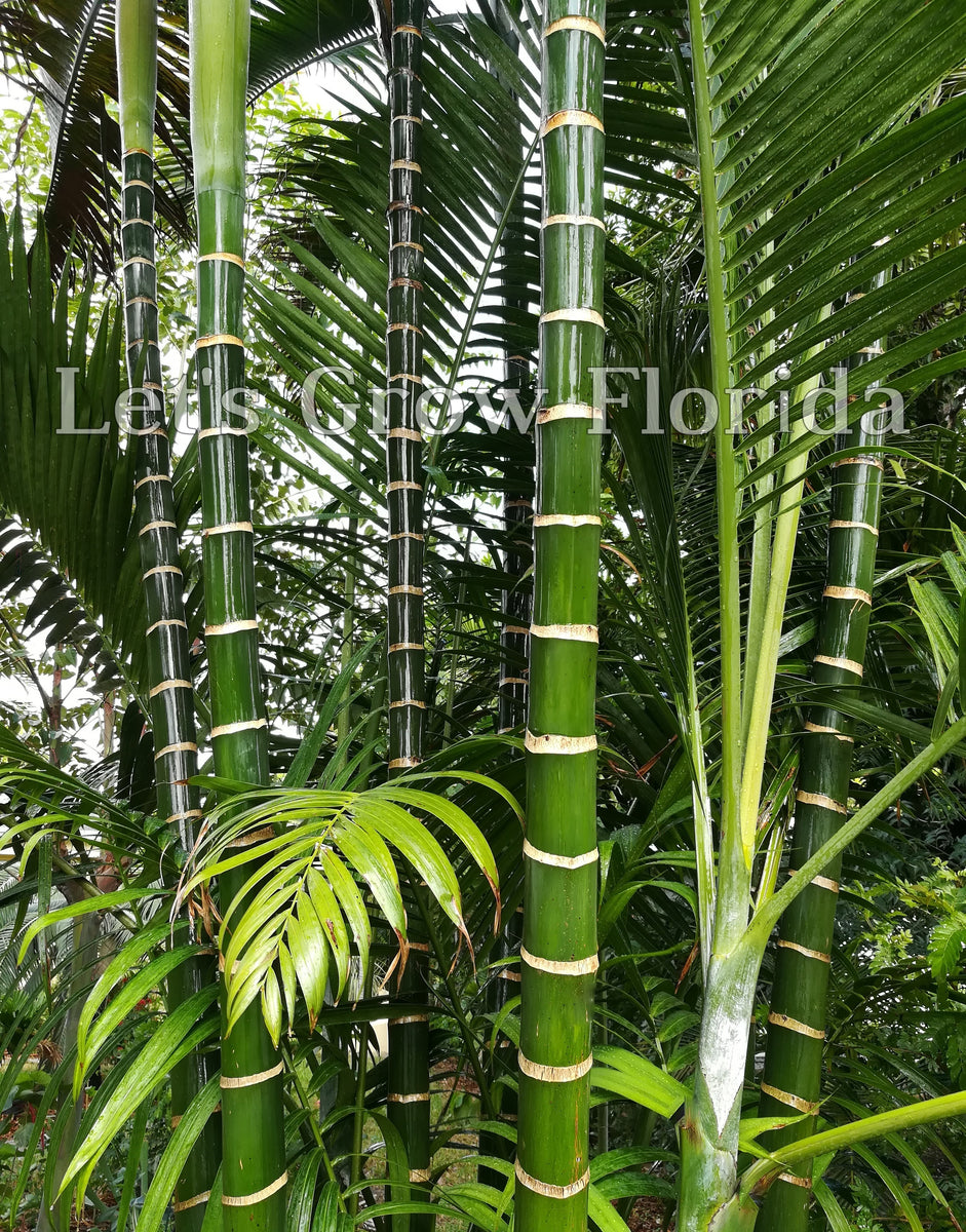 Dypsis cabadae Palm Tree – Let's Grow Florida