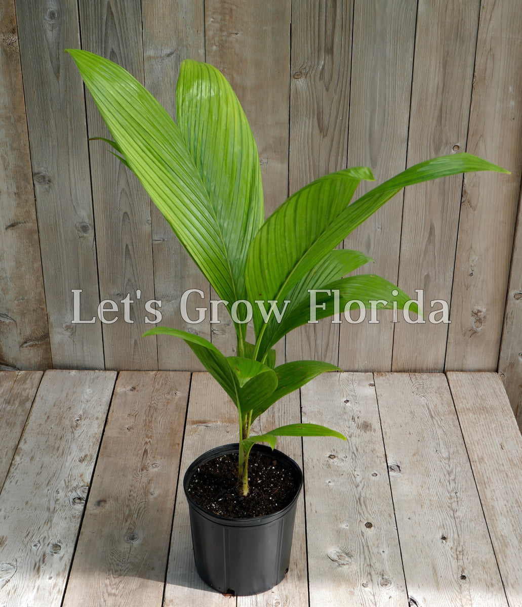 Neoveitchia storckii Palm Tree – Let's Grow Florida