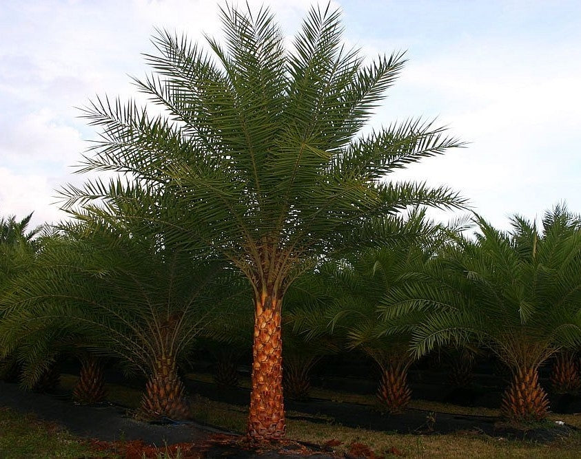 Phoenix sylvestris Silver Date Palm Tree – Let's Grow Florida