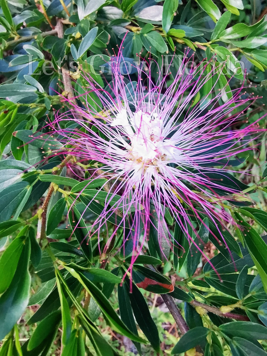 Powder Puff, Dwarf Pink, Calliandra Schultzei, ‘Rose Cascade’ Tropical ...