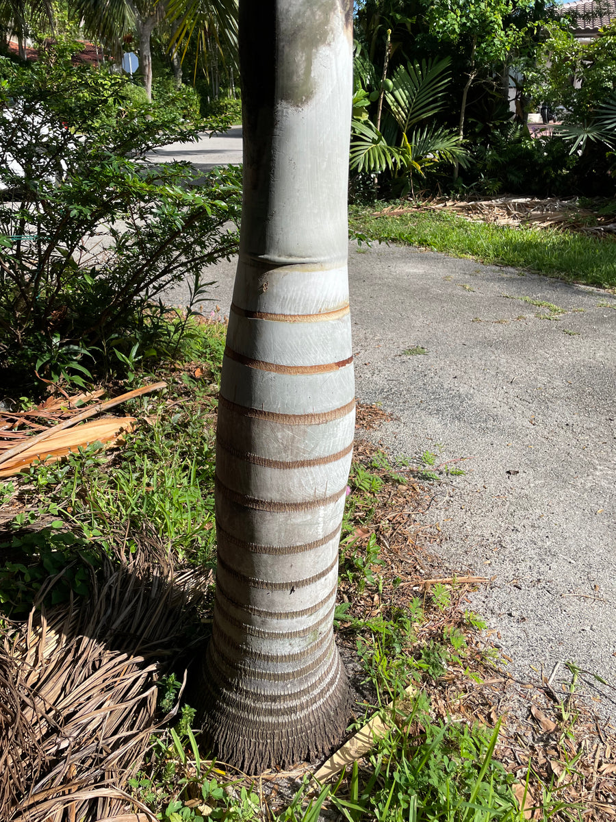 Pseudophoenix sargentii var. navassana Palm Tree – Let's Grow Florida