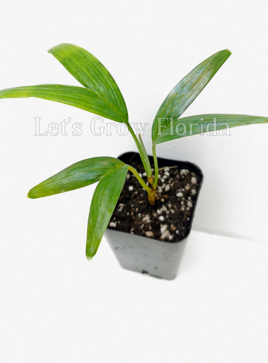Ptychosperma schefferi Palm Tree – Let's Grow Florida