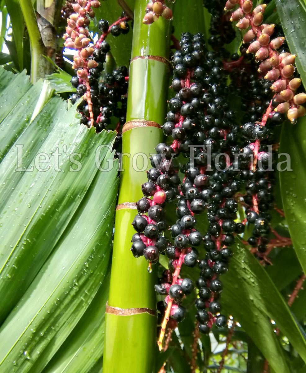 Ptychosperma schefferi Palm Tree – Let's Grow Florida