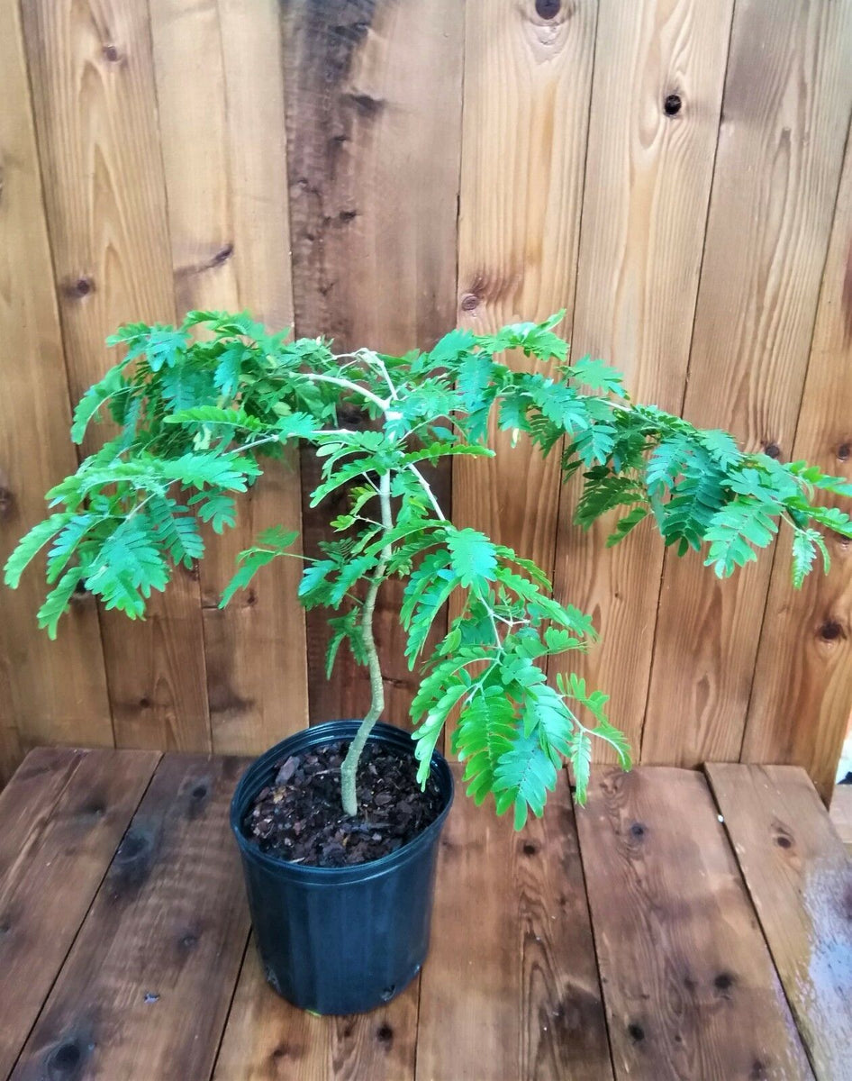 Bulnesia arborea ( 3 Gal ) Verawood Flowering / Live Ornamental Tree ...