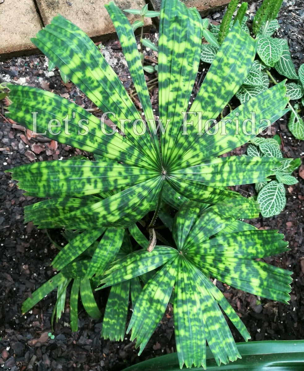 Licuala mattanensis “Mottled” 4" Pot Palm Tree Live Rare Tropical – Let ...