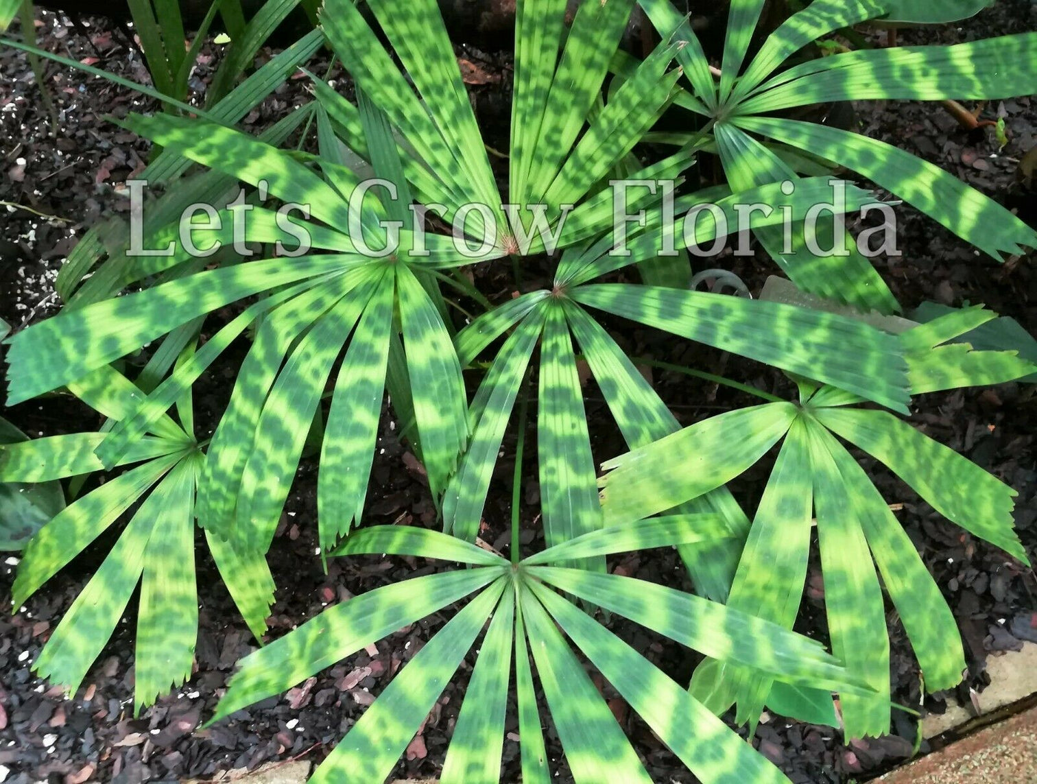 Licuala mattanensis “Mottled” 4" Pot Palm Tree Live Rare Tropical – Let ...