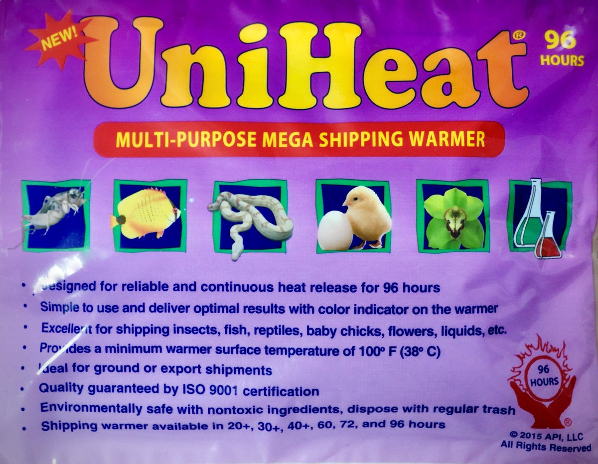 Variegated Musa Florida banana tree plant – Let's Grow Florida