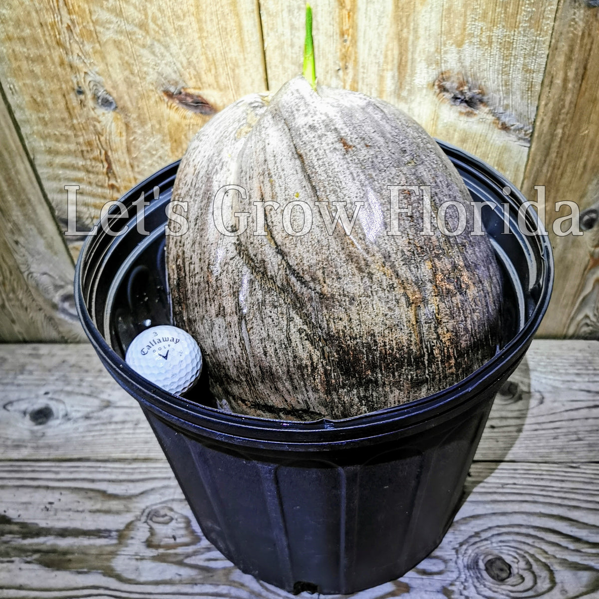 Massive Fiji / Samoan Dwarf Coconut Seed Cocos nucifera Tropical Rare ...