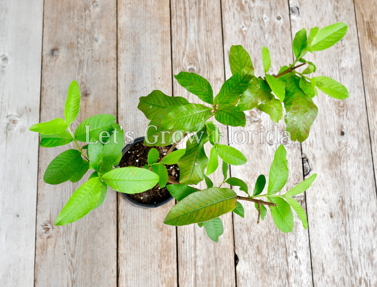 Guayaba 'Ruby Supreme' (Psidium guajava) 1 Gal/6" árbol frutal tropica ...