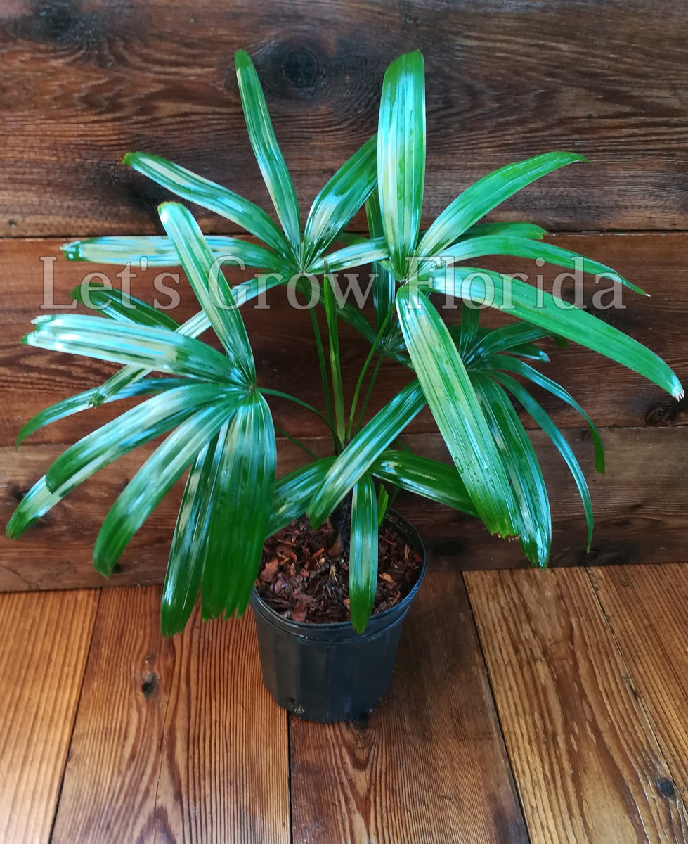 Rhapis excelsa, Lady Palm Tree, The Air Cleaner – Let's Grow Florida