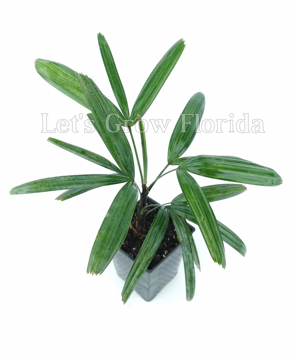 Rhapis excelsa, Lady Palm Tree, The Air Cleaner – Let's Grow Florida