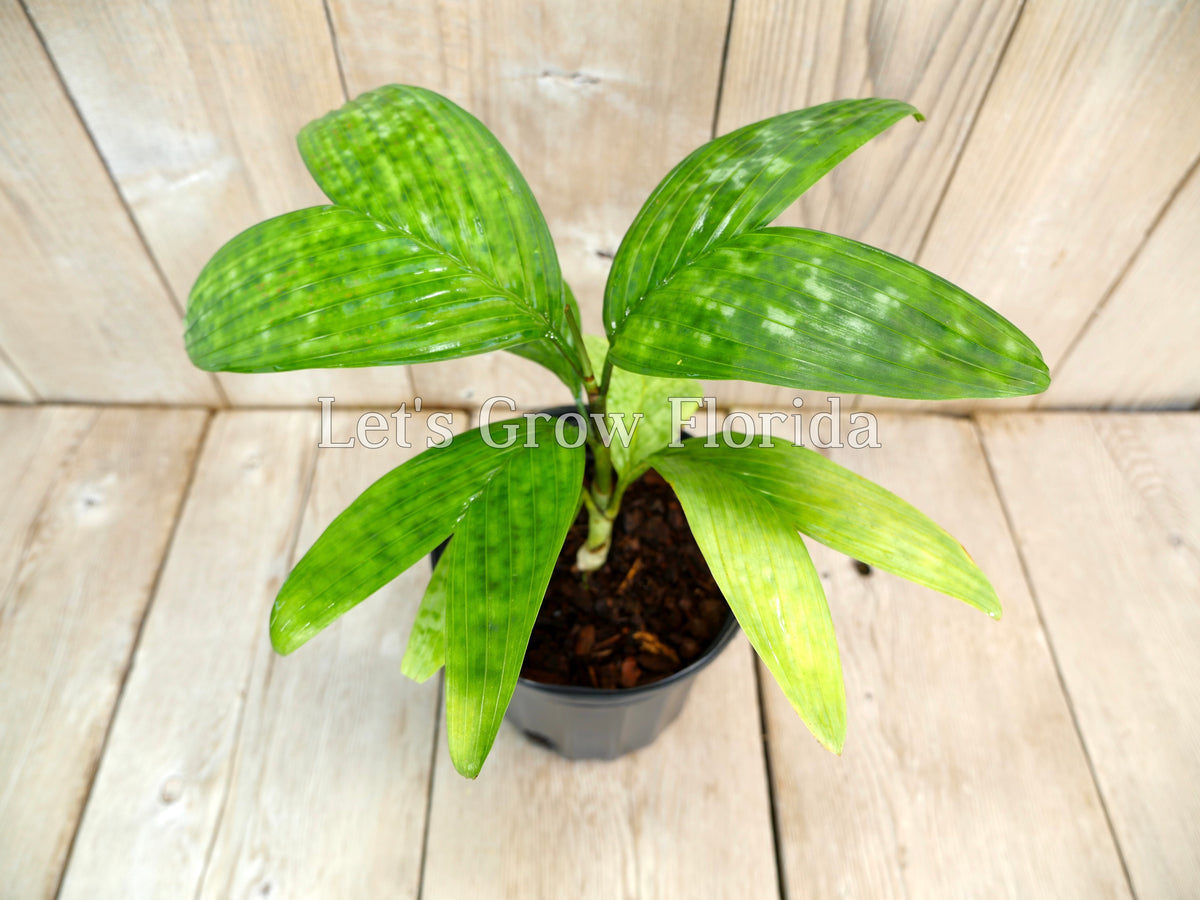 Pinanga disticha, 'Bat Wing' Palm Tree – Let's Grow Florida